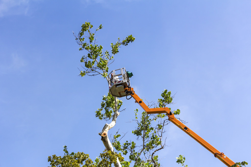 Down To Earth Tree Service | Tree Pruning and Trimming